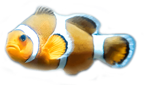 Poisson Clown Quel Futur Pour Les Poissons Clowns ? Récifal News