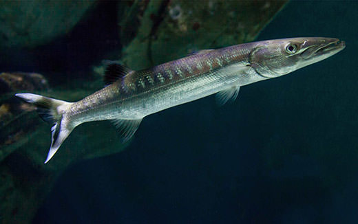 Baby Great Barracuda