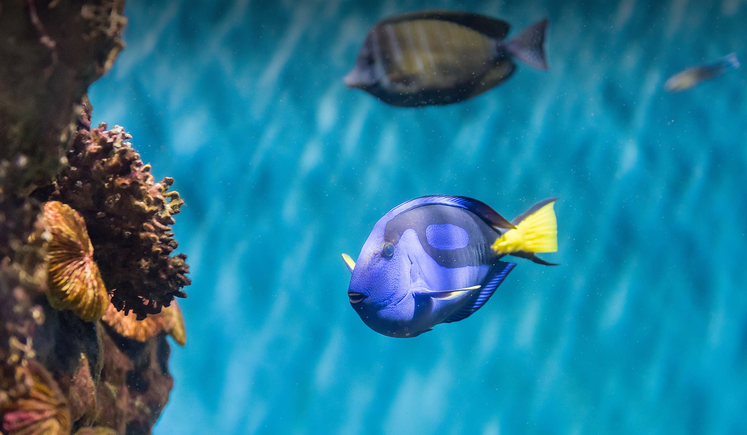 Encyclopédie des espèces - Aquarium La Rochelle