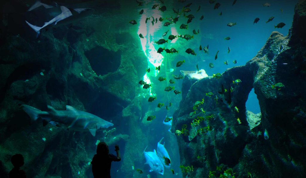 Holiday season - Aquarium La Rochelle